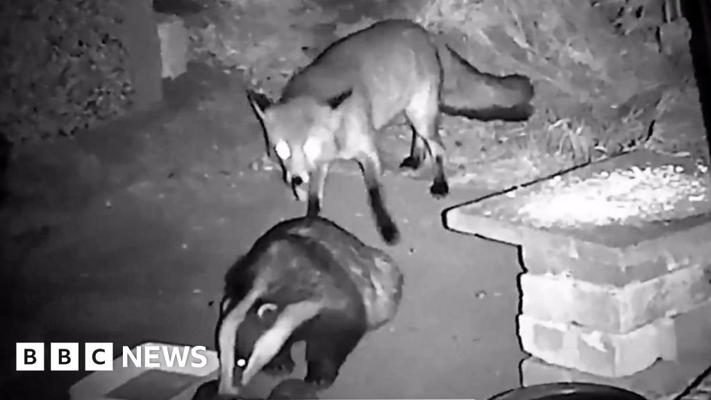Urban wildlife showdown between fox and badger - BBC News