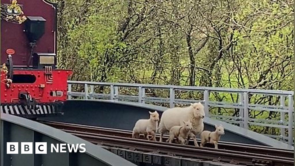 Trains: Sheep get on to Welsh Highland Railway line