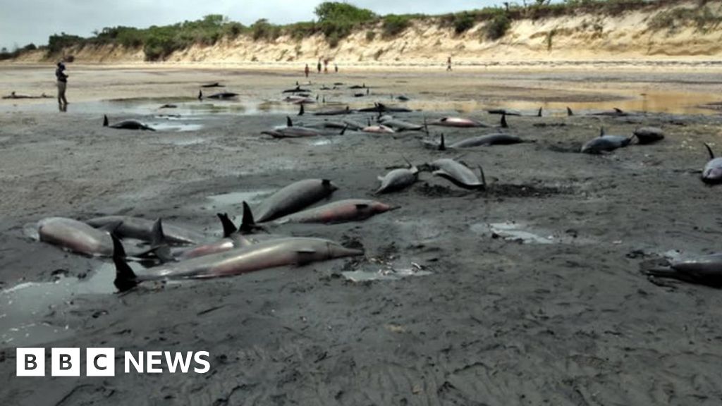 Dozens of dolphins found dead on Mozambique beach - BBC News