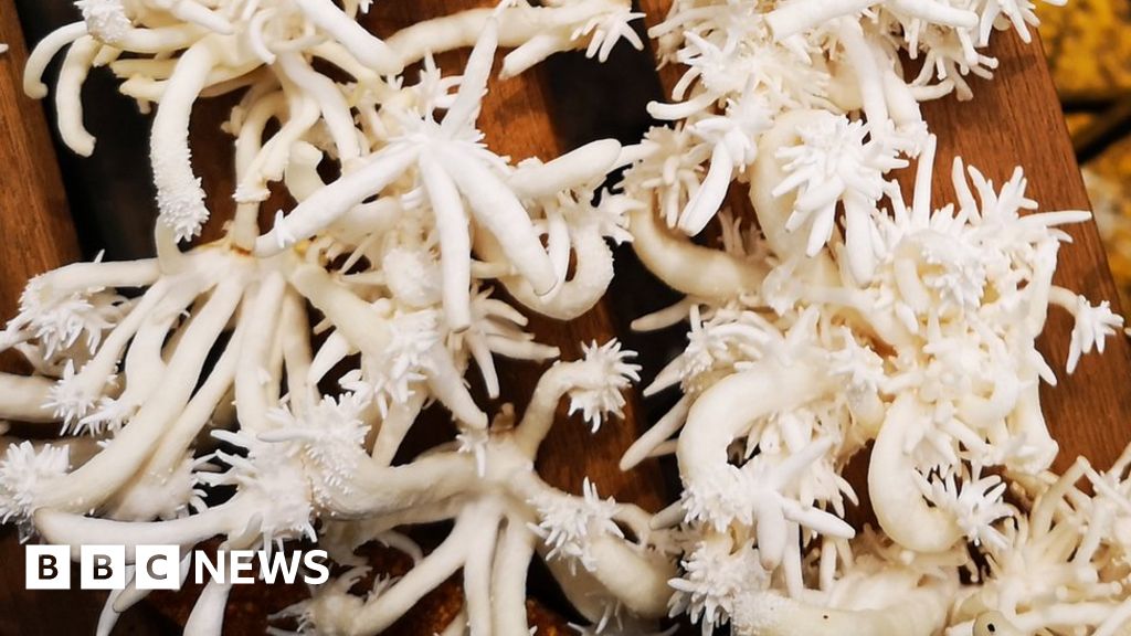 Fungi insulation panels to be grown at Watchet's ex-mill - BBC News