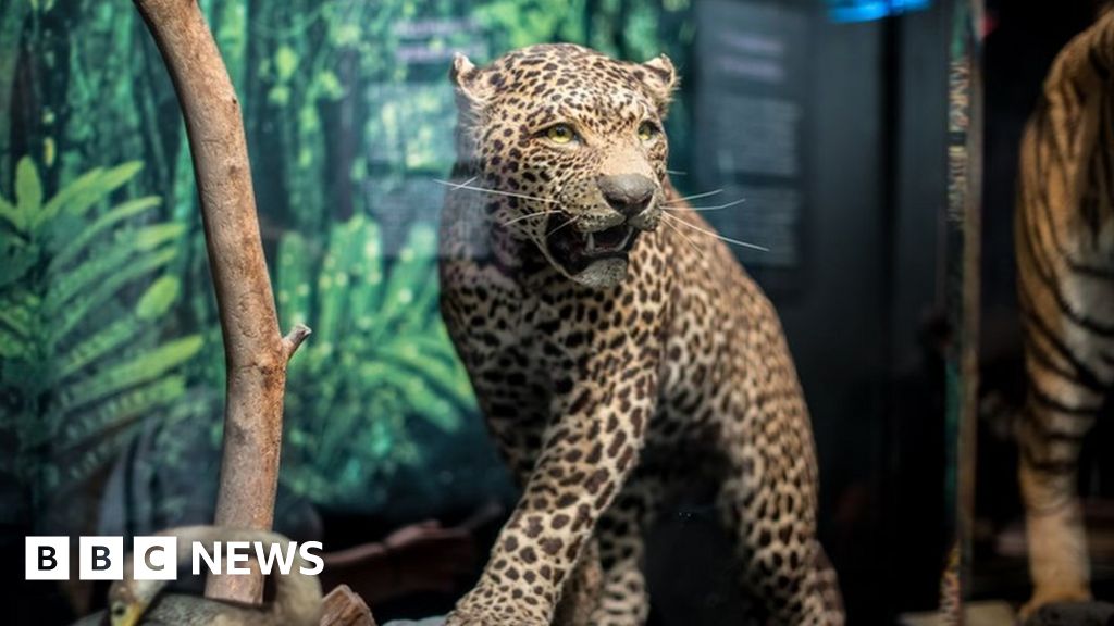 Leicester Museum's stuffed animal display set to make way for cafe ...