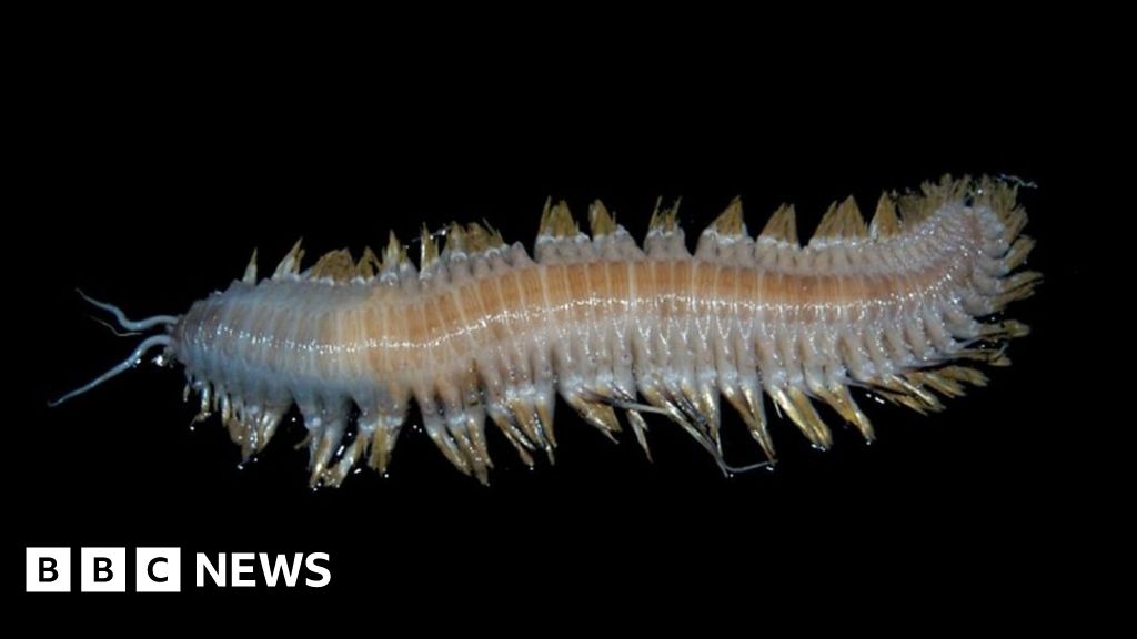 Giant iceberg: The life uncovered - BBC News