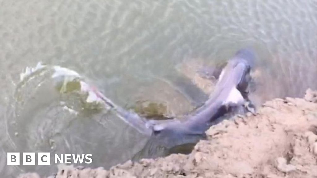 Shark trapped by outgoing tide off north Norfolk coast - BBC News