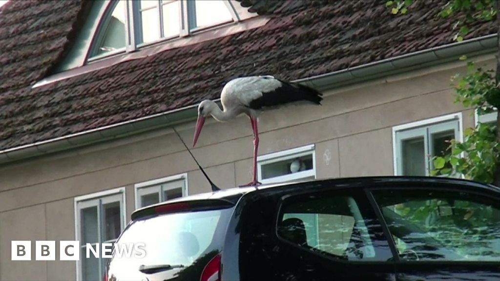Hooligan stork riles German villagers - BBC News
