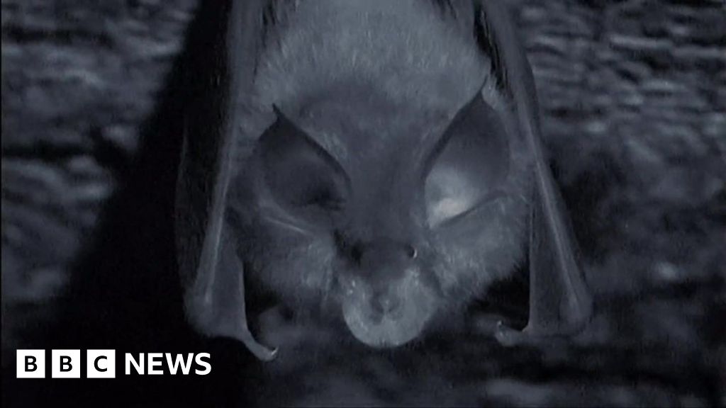 Cornwall church helped to reopen after bat dropping problem