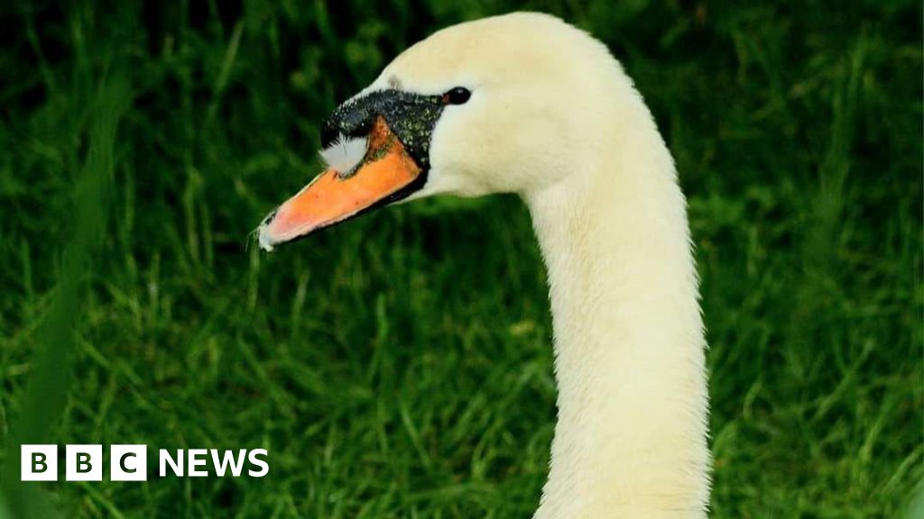 Plea to use dog leads after Lowestoft park swan death - BBC News