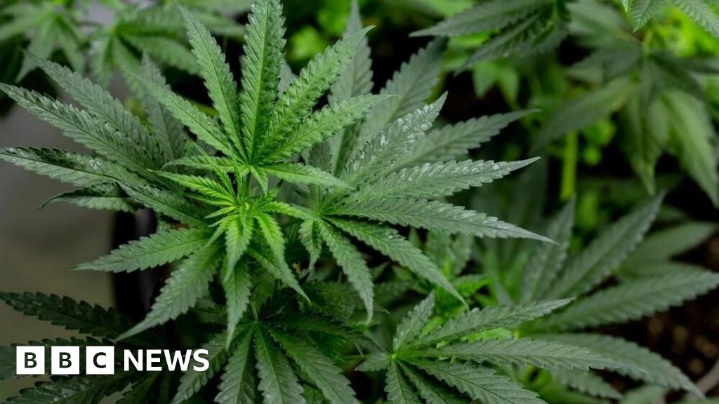 Man charged after police raid £1m cannabis farm in Shotts - BBC News