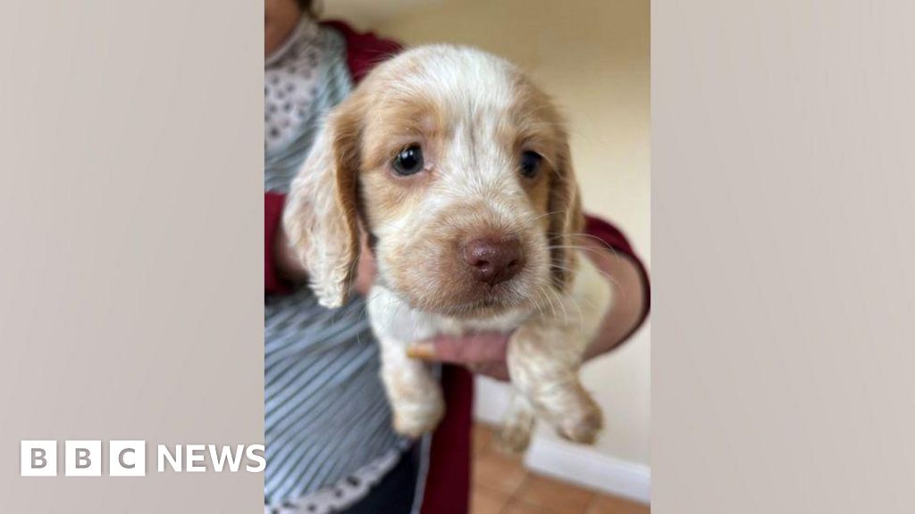 Stolen County Durham cocker spaniel puppy remains missing - BBC News