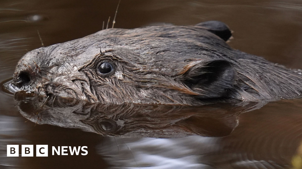 Beavers set to become protected species in Wales under legislation