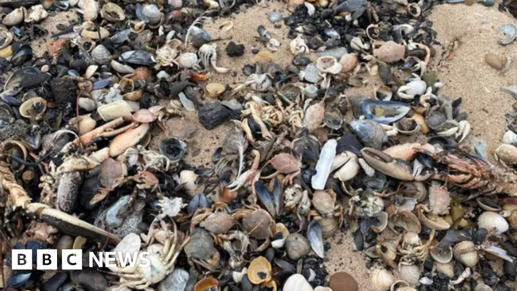 Teesside shellfish die-off: Working group to disband