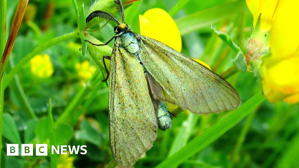 Forester: The search for Northern Ireland’s mysterious moth - BBC News