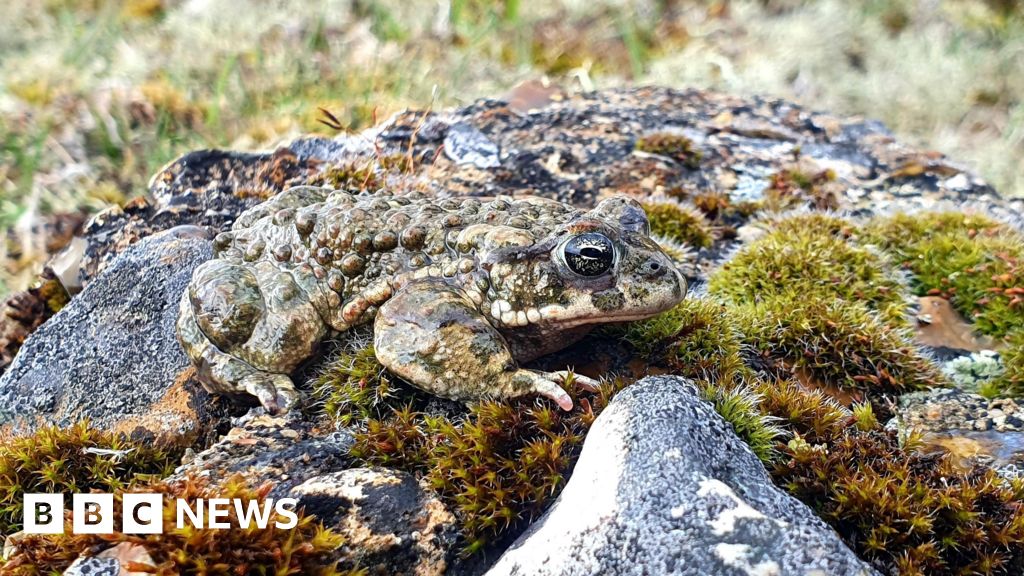 Natterjack toad makes 'wonderful' comeback at national park