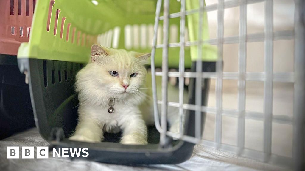 Headlines: 'Crowded cat shelters' and 'surprise gift'