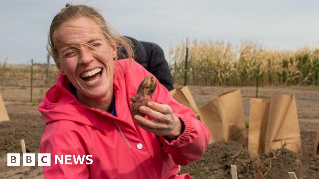 Heat-resisting potatoes grown in Illinois in climate change study