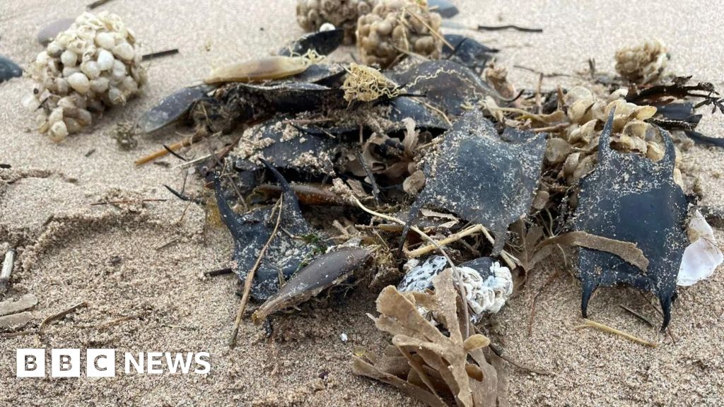 'Shark surveying helped improve my mental health'