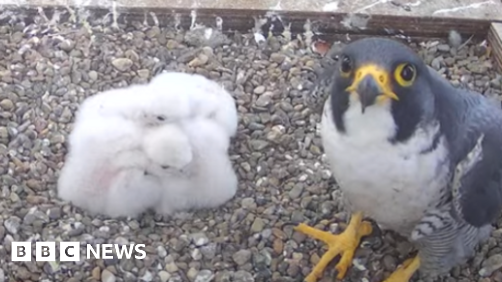 Worcester Cathedral peregrine drop-in sessions open to public - BBC News