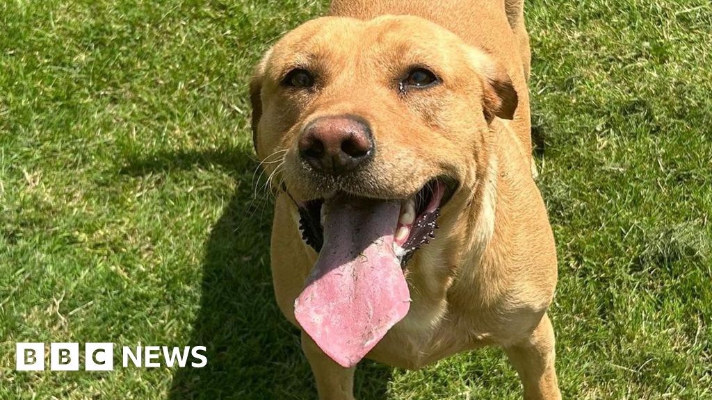 RSPCA warns animal owners of 'huge risks' of heatwave - BBC News