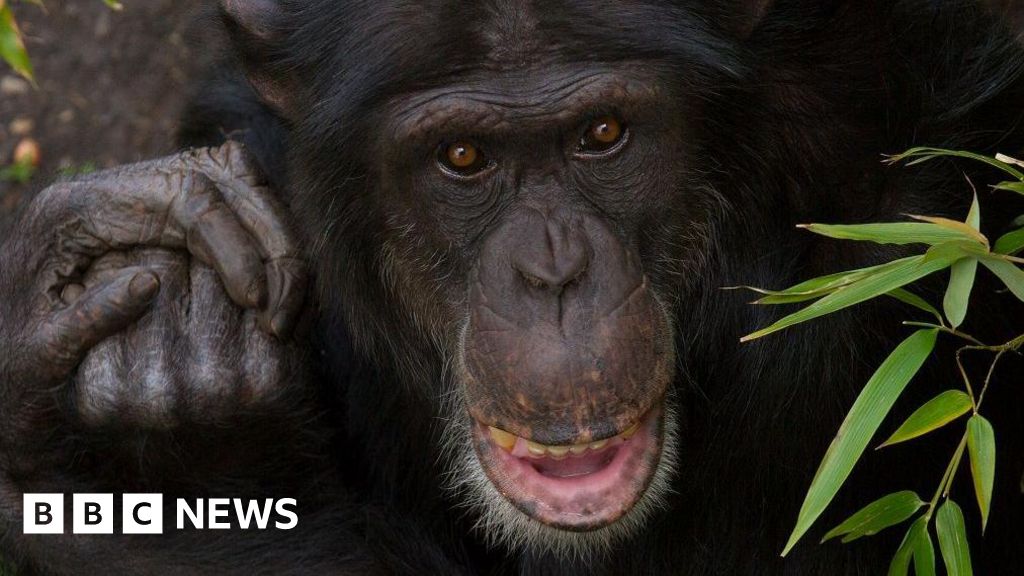 Edinburgh Zoo chimp dies after suffering severe injuries in fight - BBC ...