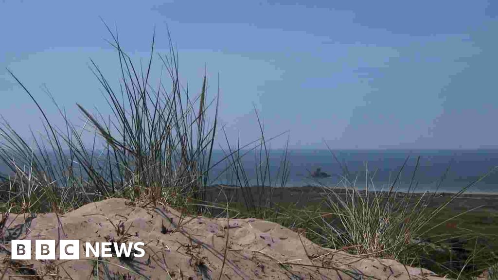 Marram grass planted at St Oeun's Bay to protect sand dunes