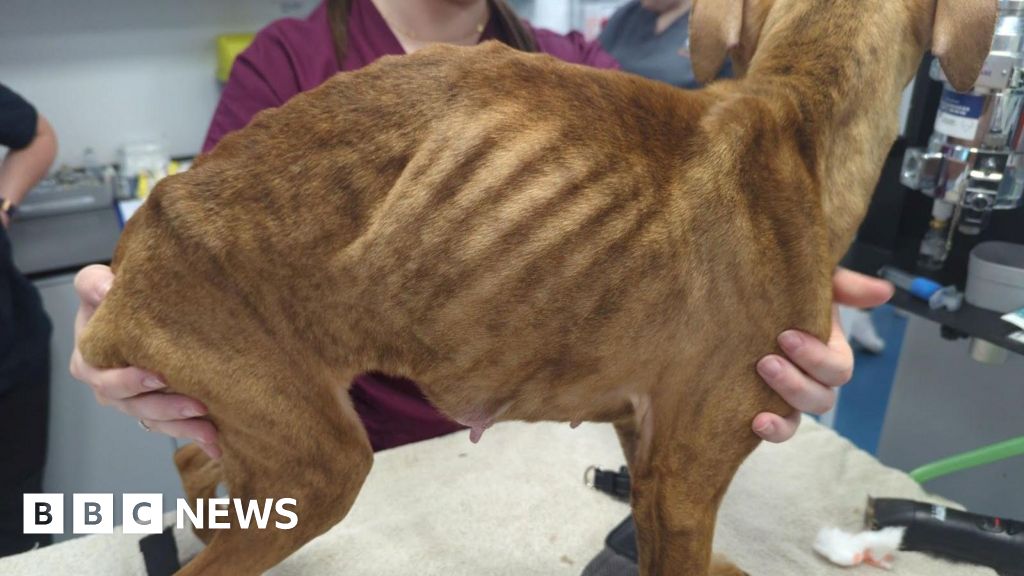 Scarborough: Pair banned from keeping animals after dog starved - BBC News