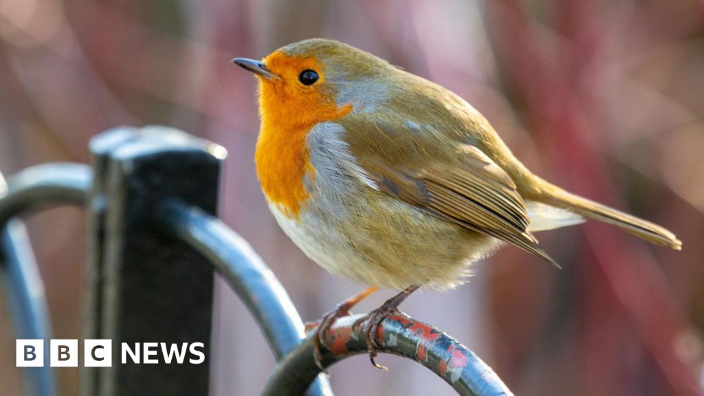 Robins caught in banned glue trap had 'horrific' death - BBC News