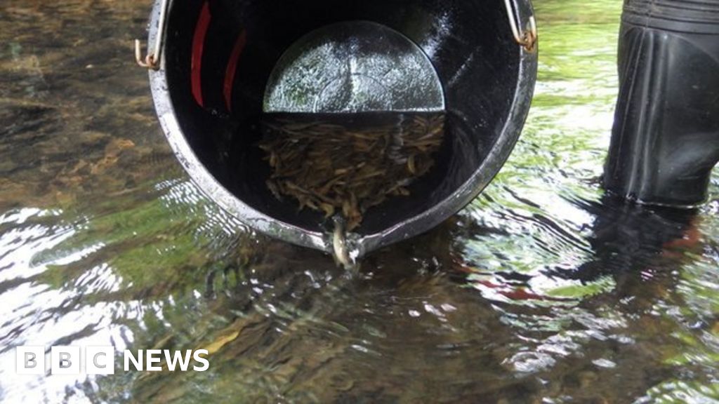 Thousands of trout released into Skelton Beck - BBC News