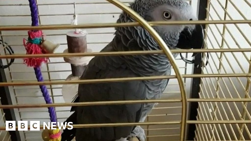Parrot's squawks put serial burglar behind bars