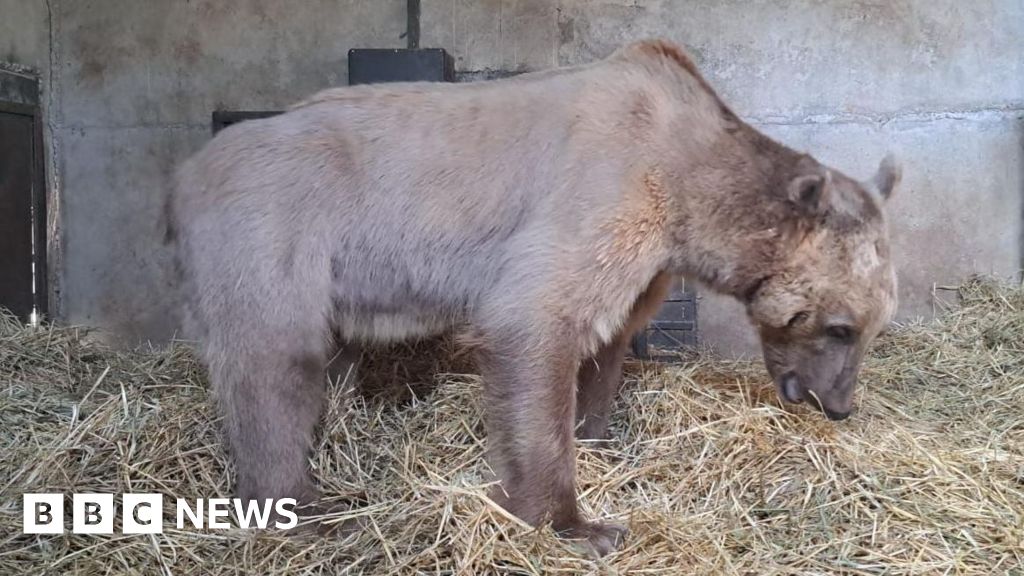 Sussex charity treating rescued bear in Armenia - BBC News