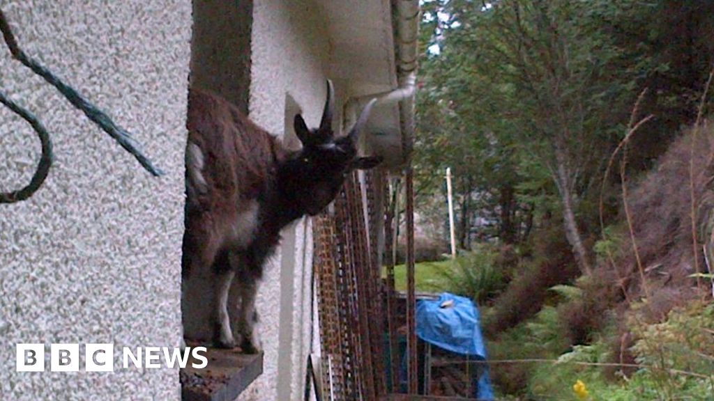 Wild goat taken in prank found at house in Ullapool - BBC News