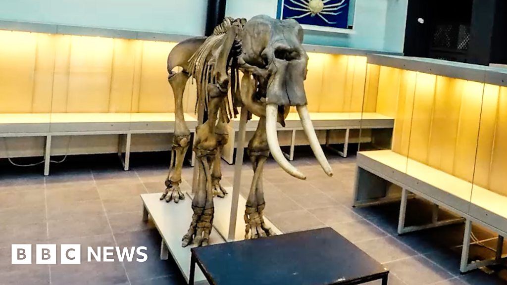 Reading University elephant skeleton goes back on display
