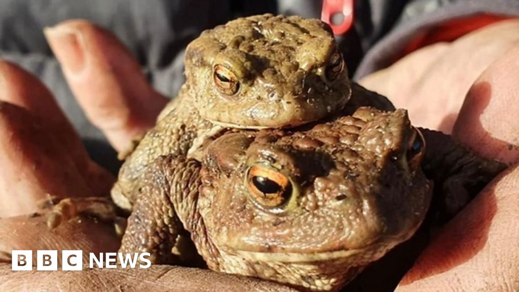 Henley volunteers save thousands of toads from busy road - BBC News