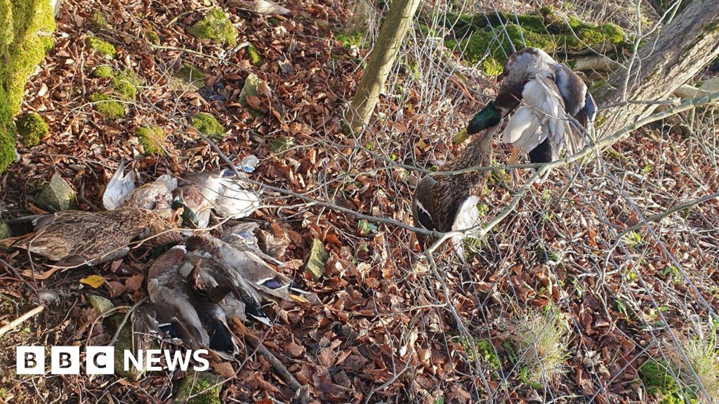Dead ducks found in Derbyshire including one with gunshot wound