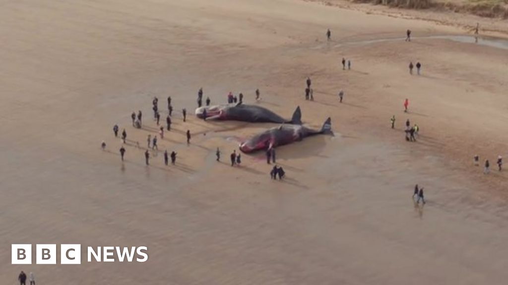 Sperm whale deaths: Fifth whale washes up in Lincolnshire - BBC News