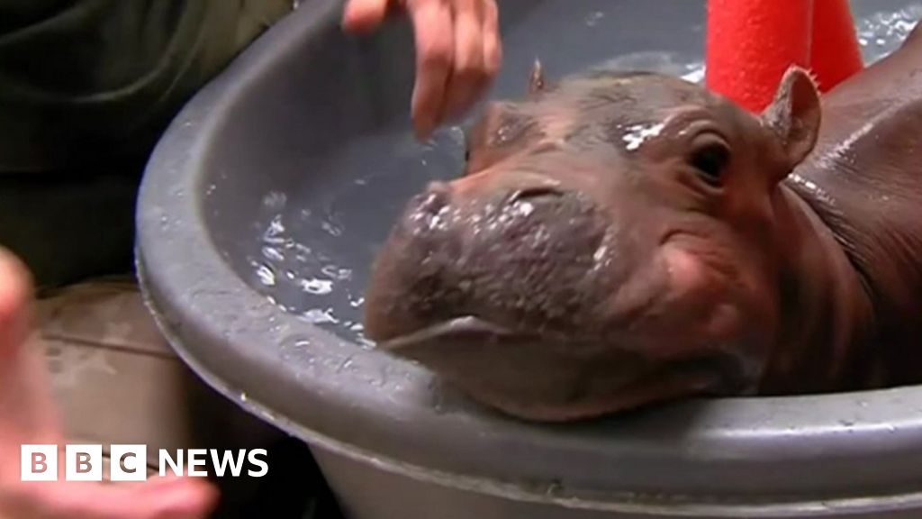 US children's hospital helps save life of baby hippo - BBC News