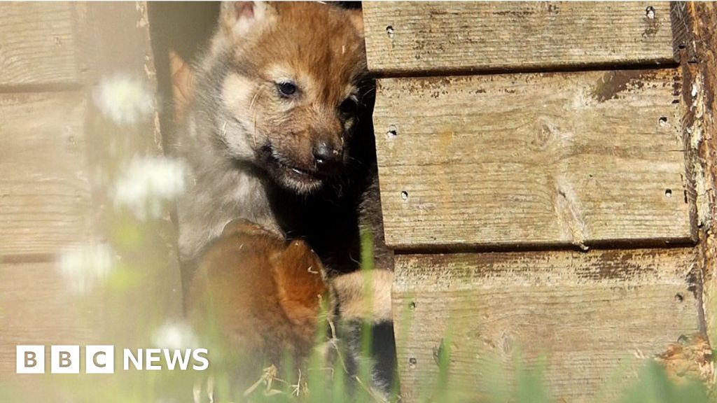 Wolf cubs caught on camera at Camperdown Wildlife Centre - BBC News