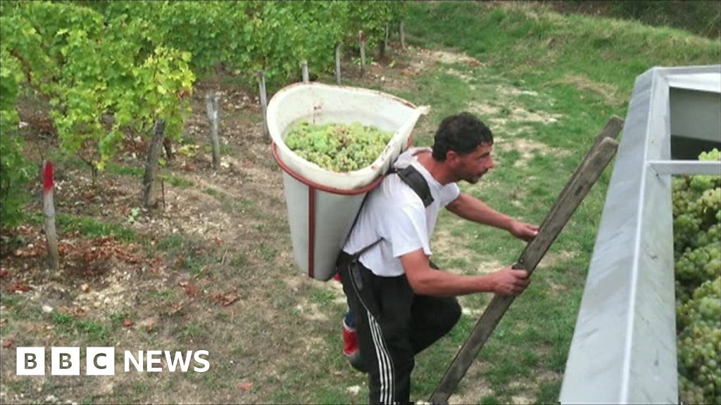 Celebrating the French grape harvest in Sancerre - BBC News