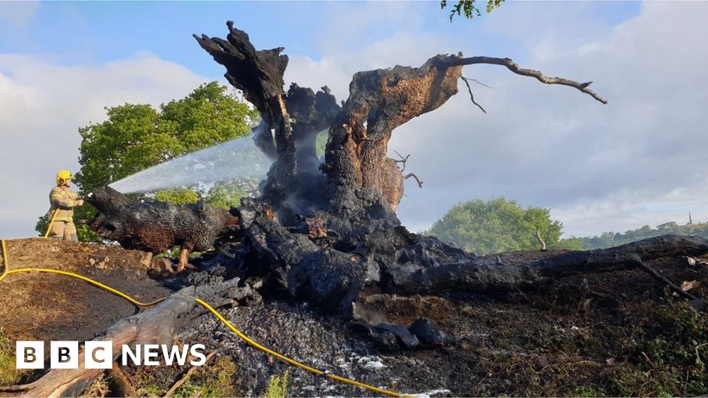 Fire destroys 500-year-old Whiteleaved Oak on Malvern Hills - BBC News