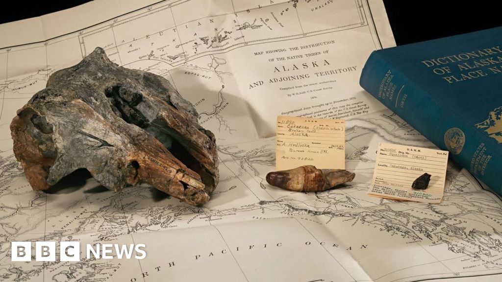New species of fossil dolphin found - BBC News