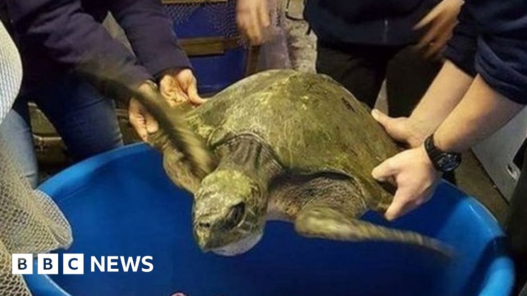 Anglesey Zoo 'delighted' with recovery of rare sea turtle - BBC News