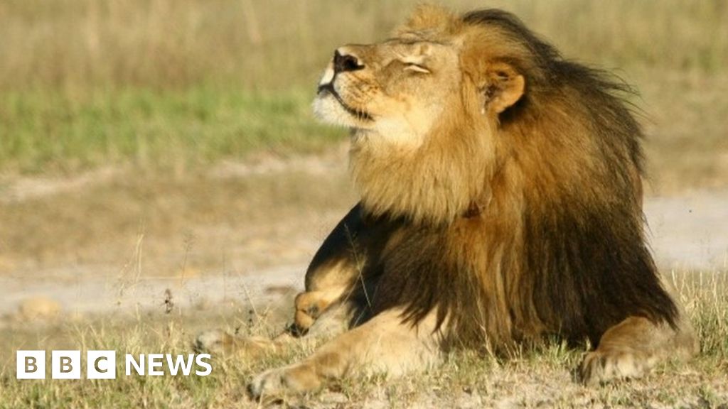 Cecil the lion bronze statue planned, says wildlife group - BBC News