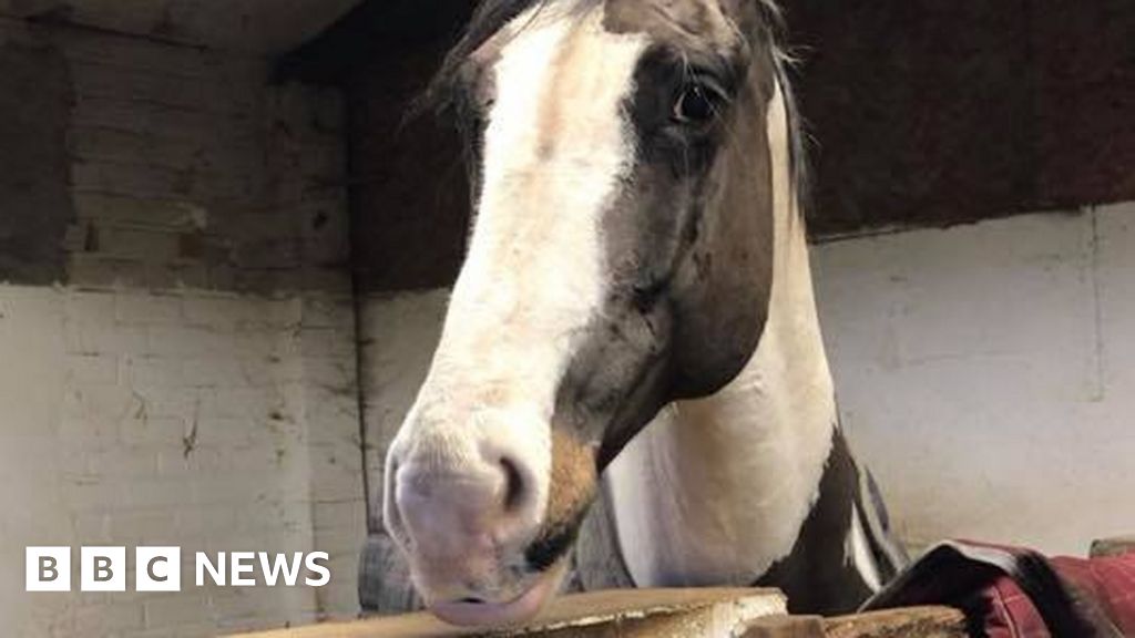 Horse rider's plea to drivers after 'nightmare' crash - BBC News