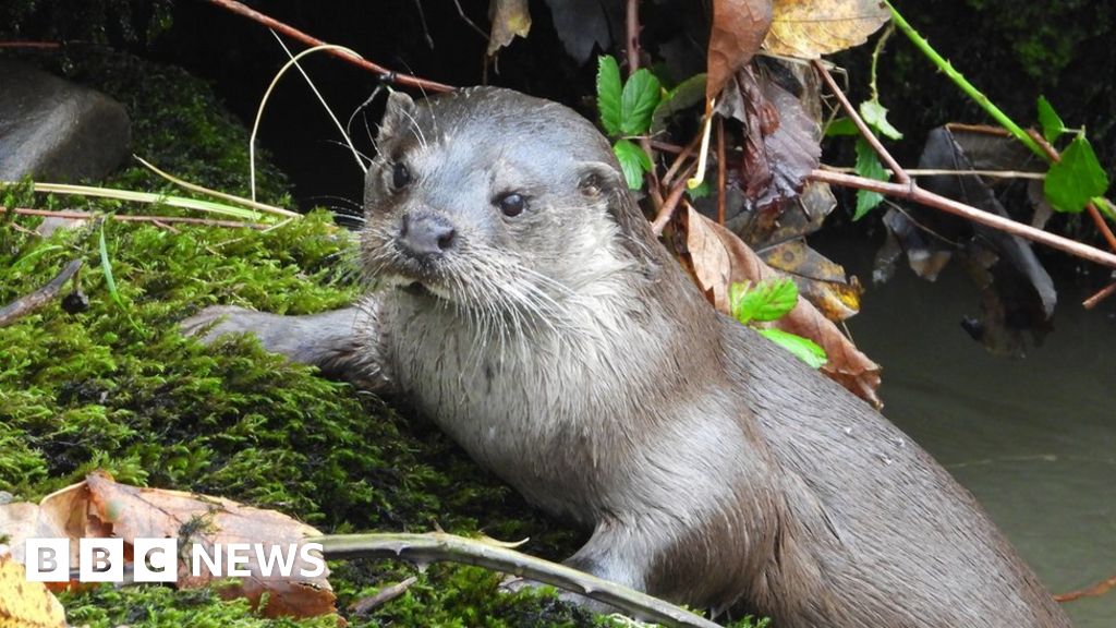 Otters: Animal returns to River Cynon following clean up