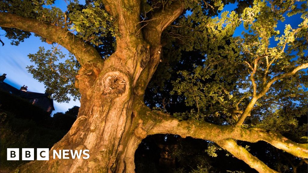 Scotland's favourite trees compete for crown - BBC News