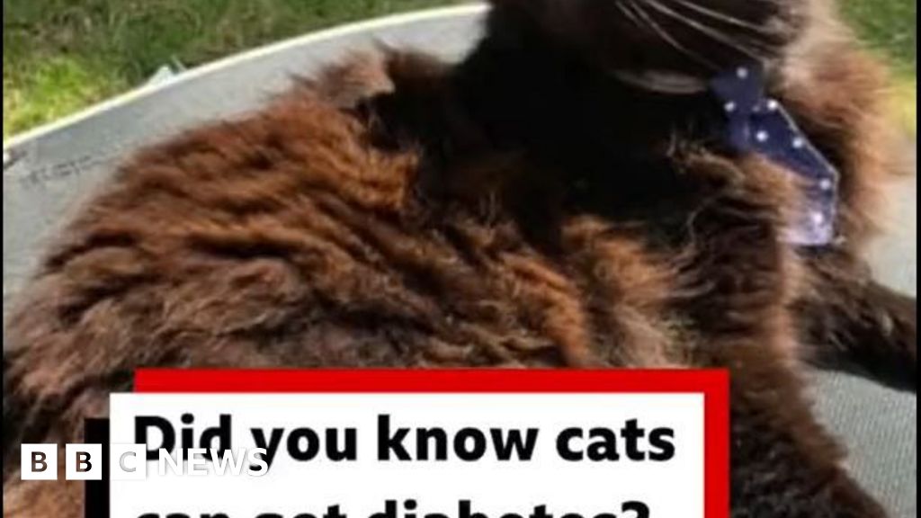 Did you know cats can get diabetes?