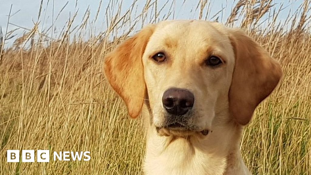 Sniffer dog recruited to track down mink in East Anglia - BBC News