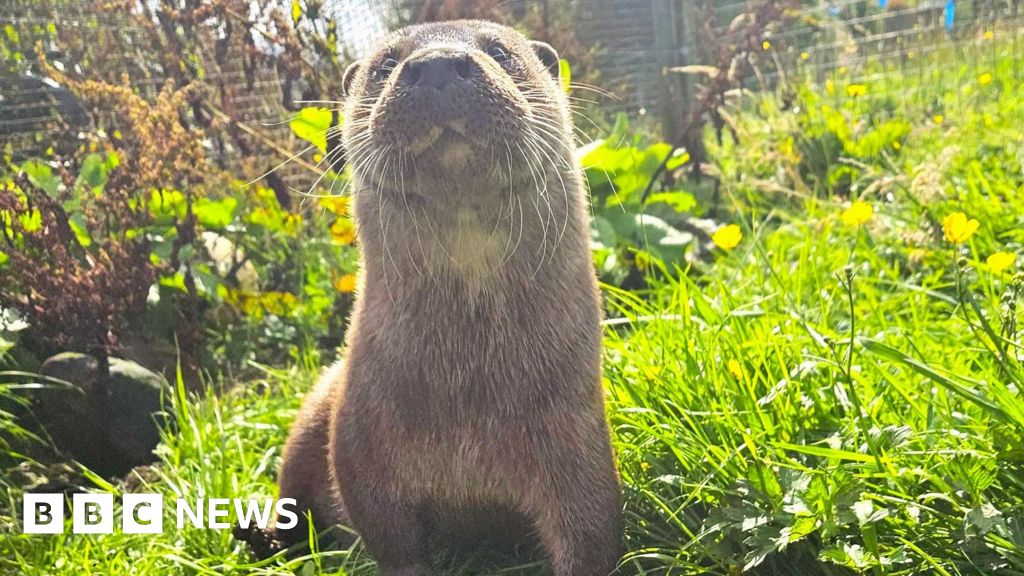 Orphaned otter given second chance by sanctuary