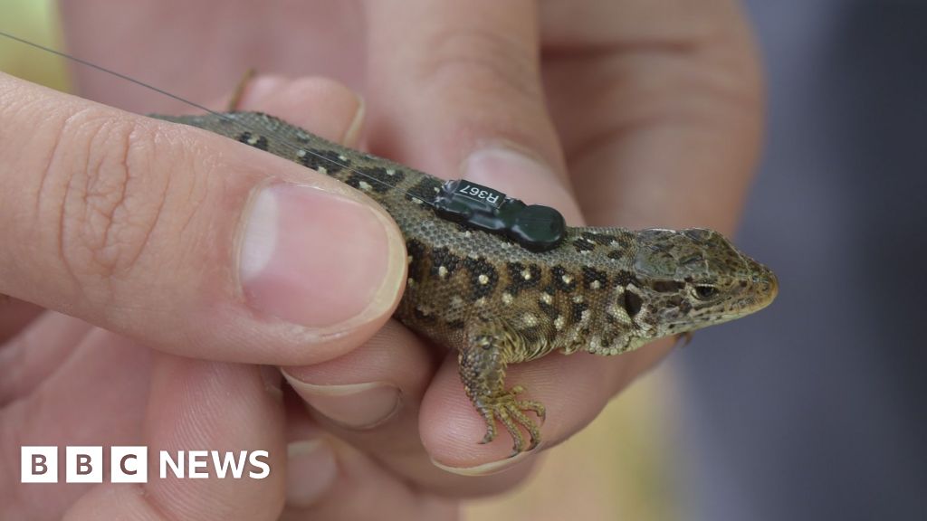 Reintroduced sand lizards tagged with transmitters in Hampshire
