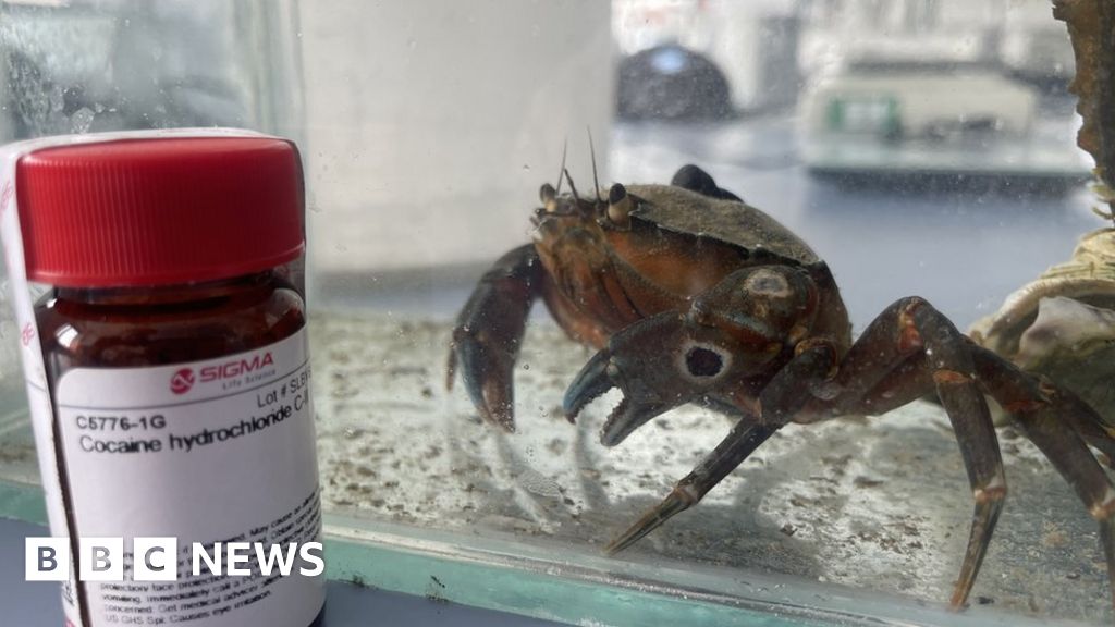 Drugs, pesticides and medicine found in south coast seawater - BBC News