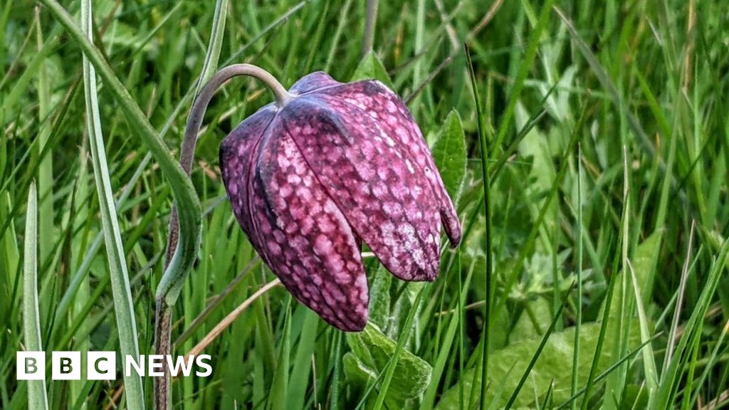 Oxfordshire county flower 'obliterated' by severe weather