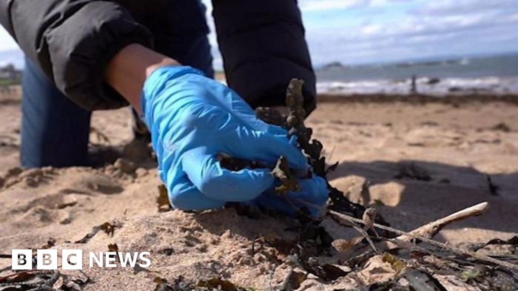 Margate: Pupils to remove plastic waste from popular beach - BBC News